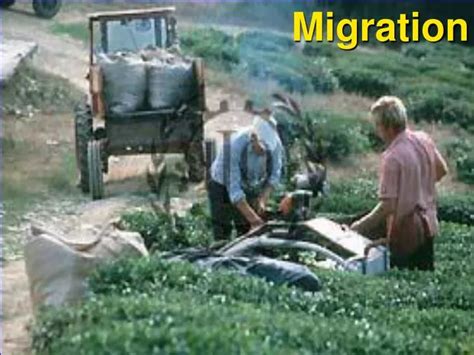 PPT Migration PowerPoint Presentation Free Download ID 4158567