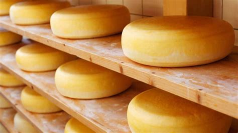 각양각색의 매력을 가진 건강한 치즈 건강을 위한 발걸음