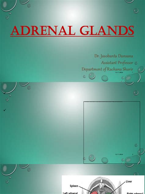 The Adrenal Gland By Dr Jd Pdf Adrenal Gland Vein