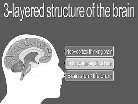 12화 인간 고유역량의 계발 뇌교육