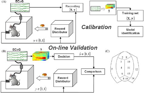 Reward Oriented Behavioral Experiments A The Ecog Signal And The Download Scientific Diagram