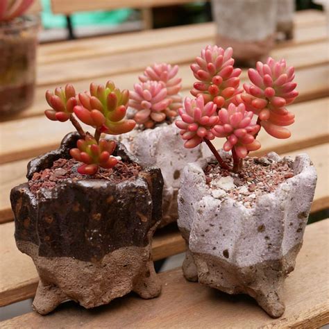 Sedum rubrotinctum Aurora 虹之玉 锦 2019 02 17 多肉植物 succulents sedum Desserts Food Pudding