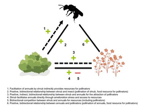 decoupling the direct and indirect pathways of basal plant facilitation