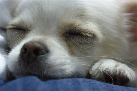 Chiwawa - Bilder und Stockfotos - iStock
