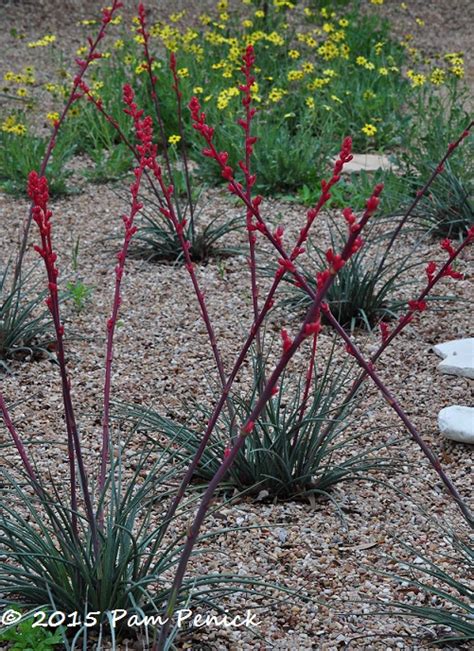 A Blooming Good Time At The Lady Bird Johnson Wildflower Center Digging