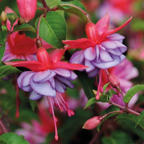 Types Of Fuchsia Colored Flowers