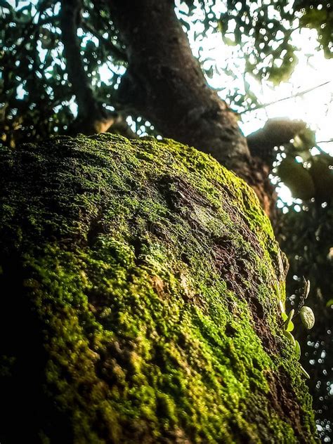 View Of Fresh Moss Attached To A Tree Trunk Stock Photo Image Of Tree