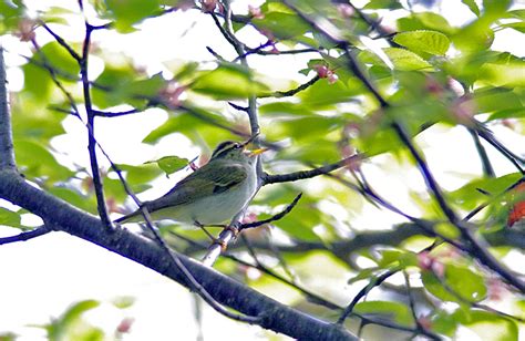 センダイムシクイ 初撮り 野鳥との語らい