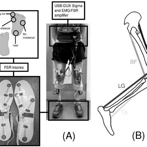 Phase Plots Of Knee Angular Velocity Versus Angular Position Knee