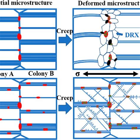 The Schematic Diagrams Showing Deformed Microstructure Download Scientific Diagram