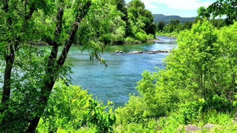 새소리와 바람소리로 마음을 정화하는 자연의 힐링 Asmr 머리를 맑게 하는 자연의 소리 새소리 바람소리로 평온한 밤을 자연의 소리로 휴식을 편안한 수면 유도와