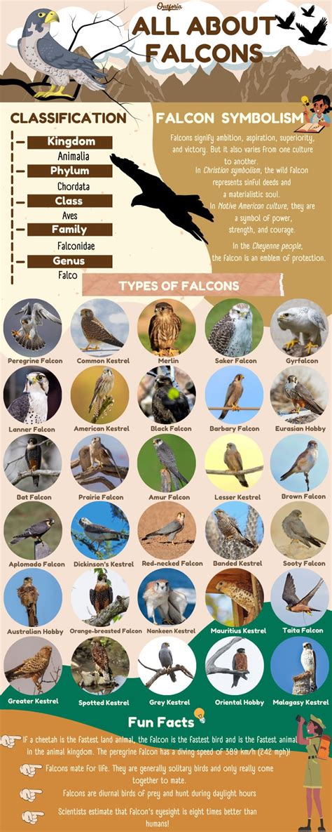 25 Striking Types Of Falcons Birds Species Names Picture Traits