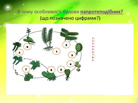 Біологічний диктант Порівняння будови мохів папоротей та покритонасінних квіткових рослин