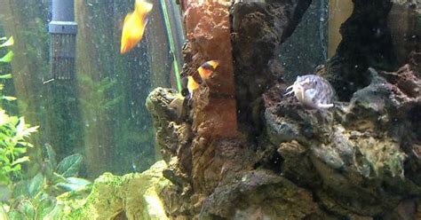 Loach Stringy Poo Album On Imgur