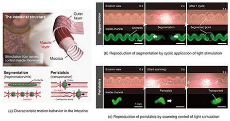 Creation Of Hydrogel Actuator Toward Construction Of On Chip Biological