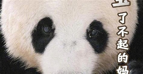 푸바오 언니 되다…中외교부 쌍둥이 판다 중·한 우호 역할하길