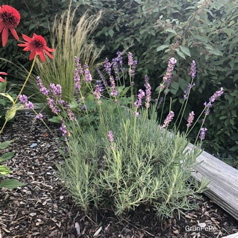 로즈마리 키우는 법 물주기 가지치기 번식 활용 네이버 블로그