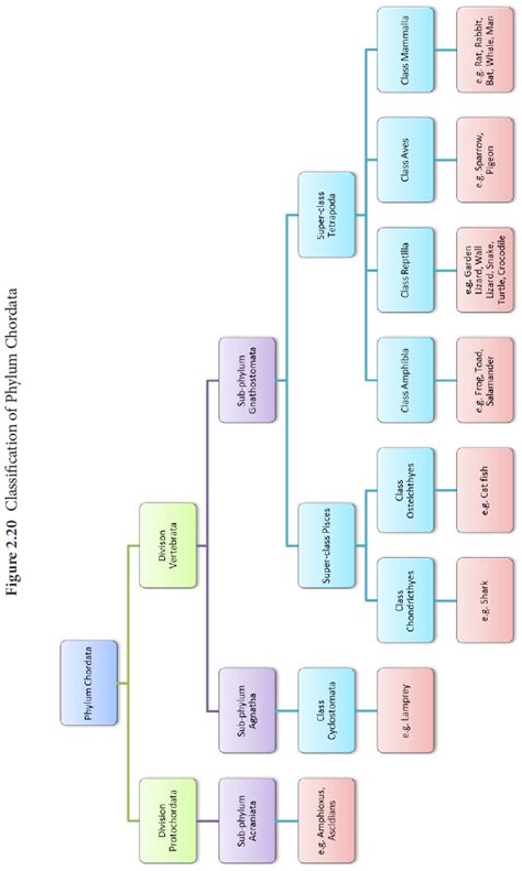 Phylum Chordata Classes