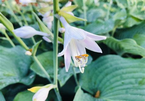 뉴욕 여름 정원백합 장미 수국 달리아 꽃