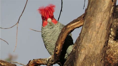 Gang Gang Cockatoo Behaviour Male Fully Erects His Crest Territorial
