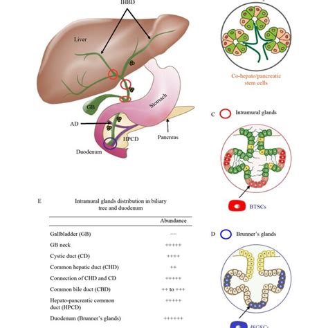 Extrahepatic Stem Progenitor Cell Sources For Cell Therapies For The Download Scientific