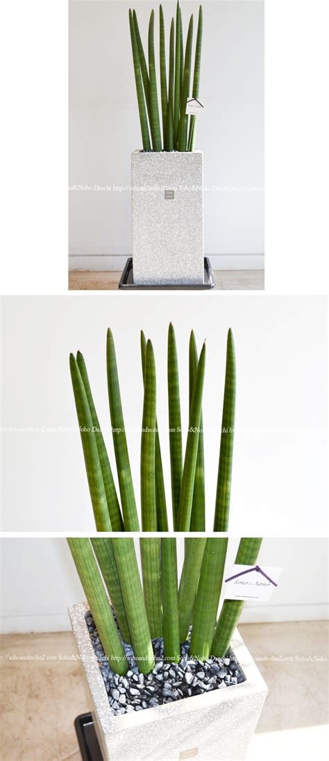 2013 새해 공기정화식물과 실내에서 키우기 좋은 화초 모음 네이버 블로그