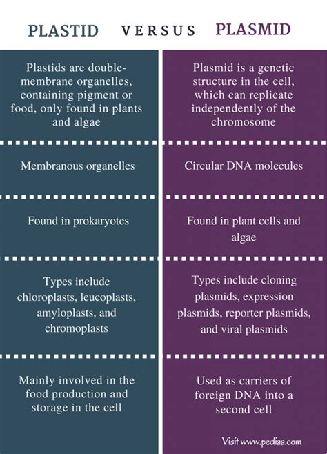 Difference Between Plastid And Plasmid Definition Types Features Function