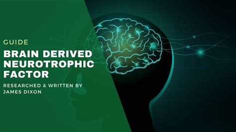 Brain Derived Neurotrophic Factor Bdnf Explained