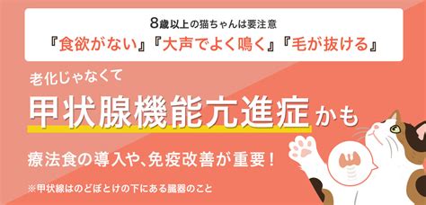 猫の甲状腺機能亢進症の原因症状診断改善方法 コルディ研究室