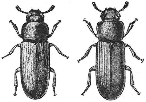 4 The Rust Red Flour Beetle And The Confused Flour Beetle Pestium Uk