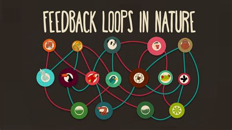 Feedback Loops How Nature Gets Its Rhythms Anje Margriet Neutel Teaching Science Ap