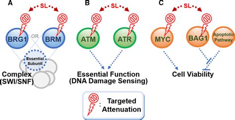 Genetic Interactions That Can Contribute To A Synthetic Lethal