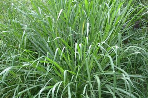 Guinea Grass Barmac Pty Ltd