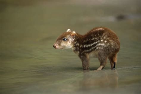 Exploring The Peruvian Lowland Paca Natures Hidden Gem 2024