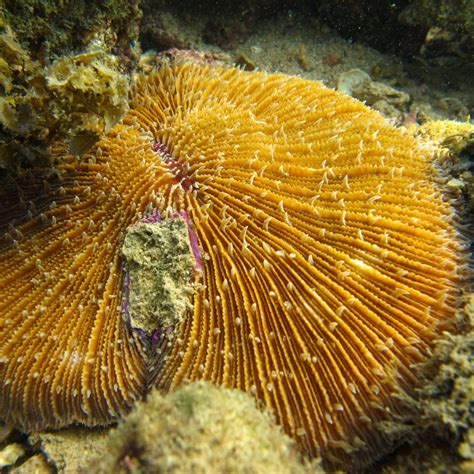 Coral 101 Everything You Need To Know About The Oceans Living