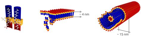 Molecular J Aggregates Professur Für Dynamische Spektroskopien