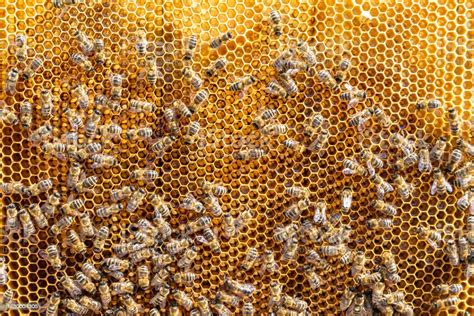 Abstract Hexagon Structure Is Honeycomb From Bee Hive Filled Stock