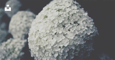 선택적 초점 사진 의 흰색 수국 꽃 사진 Unsplash의 무료 회색 이미지