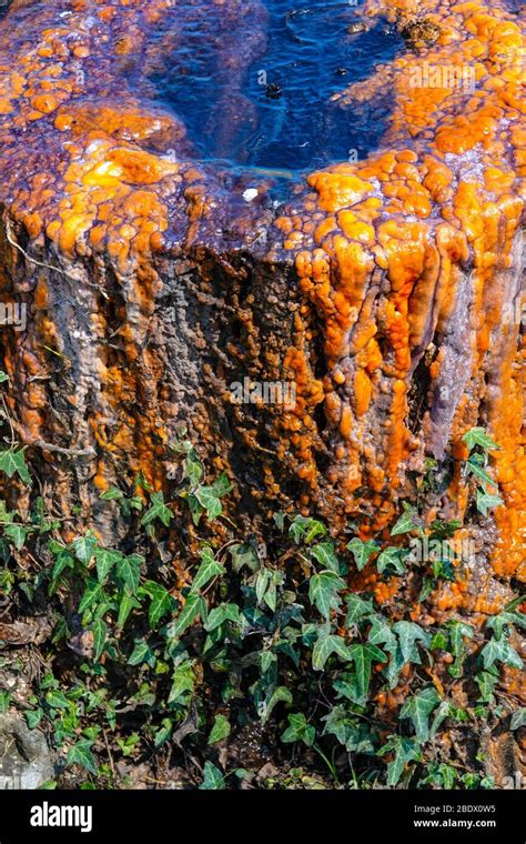 Orange Tree Sap Hi Res Stock Photography And Images Alamy