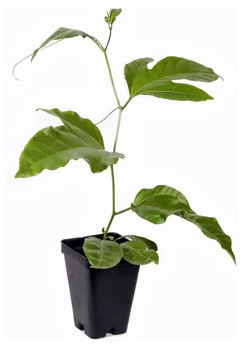 Edible Passion Fruit Vine Passiflora Purple Possum Passion Fruit