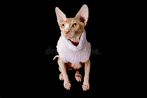 Cat Breed Canadian Sphynx In Purple Sweater Isolated On Black Stock