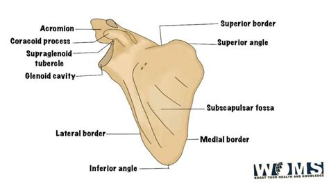Scapula Bone Anatomy Structure And Labeled Diagram 46 Off