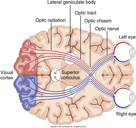 Module Ii Lecture 3 The Visual System Flashcards Quizlet