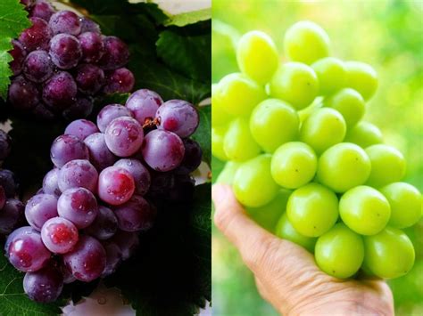 기간 한정 일본 시즈오카 아타미 해상 불꽃놀이 2일 투어 후지산 And 고급 포도 마음껏 먹기 And 하코네 오와쿠다니 로프웨이 And 아시 호수 해적선 And 하코네 신사