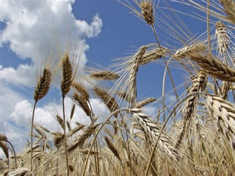 Семена ярового ячменя Вакула ЭС Краснодарский край опубликовано 29 11 2019 г в 14 49