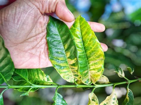 Nutrient Deficiency Coffee Leaves Stock Image Image Of Deficiency Coffee 346428551