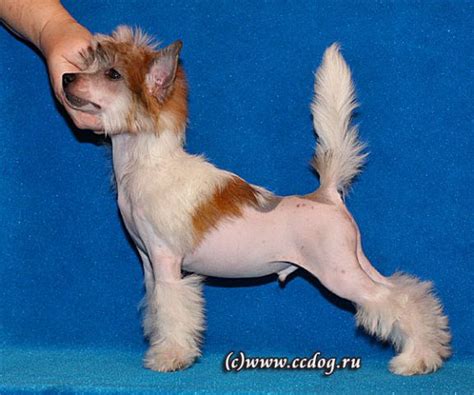 КИТАЙСКАЯ ХОХЛАТАЯ СОБАКА ГОЛЫЙ МАЛЬЧИК для ШОУ Москва Продажа щенков