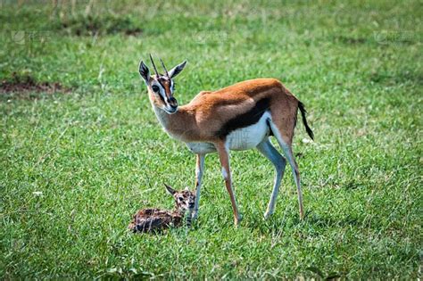 汤姆森的瞪羚和她刚出生的孩子素材 花瓣网