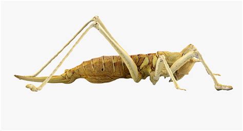 3d Model Grasshopper Grass Hopper