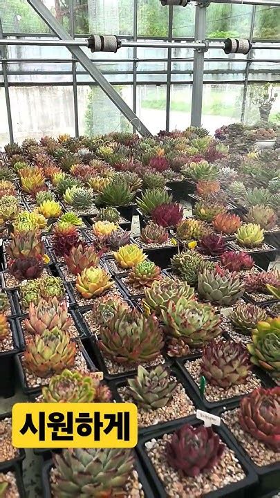 다육이물주기 Youtube